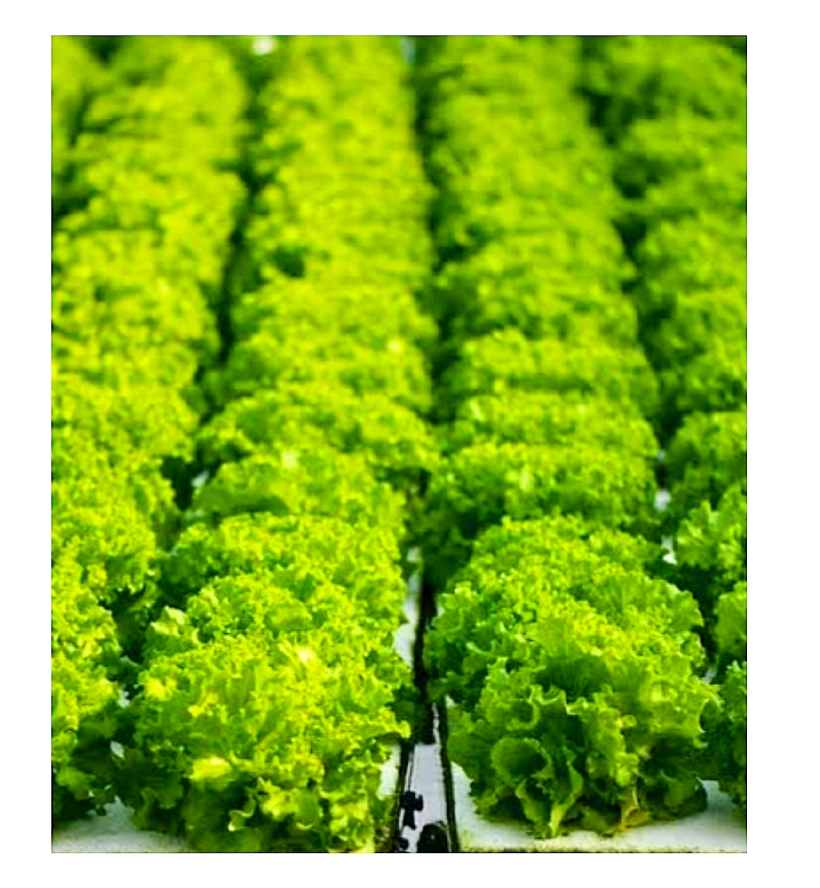 Home - Makady Farms